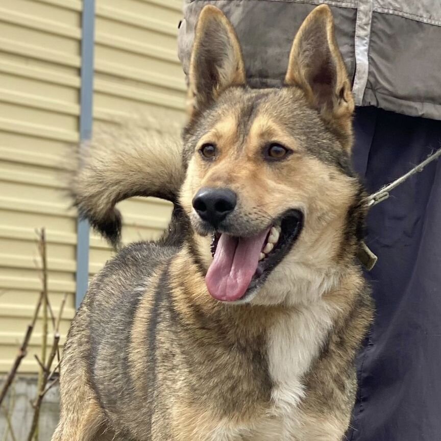 Западносибирская лайка, взрослый пёс