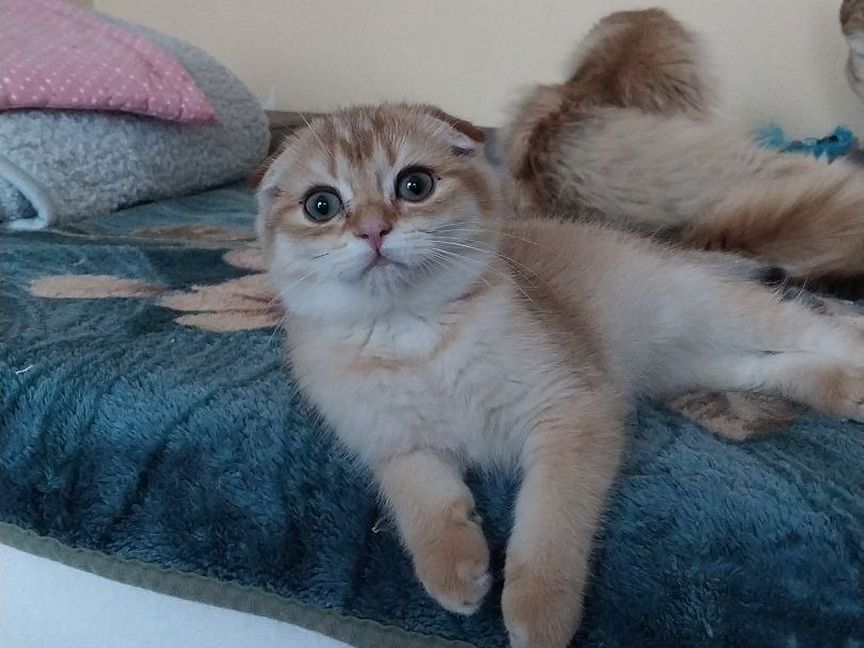 Девочка золотая ny11