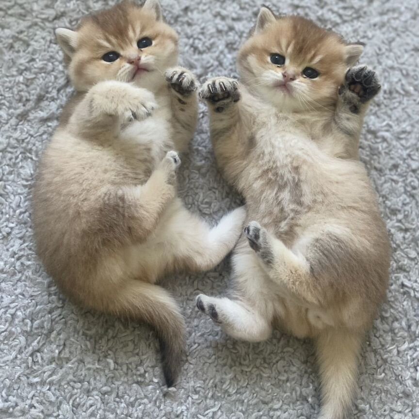 Котята золотая шиншилла