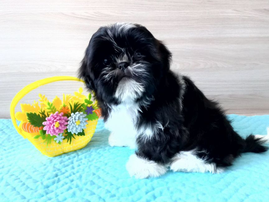 Щенки ши-тцу