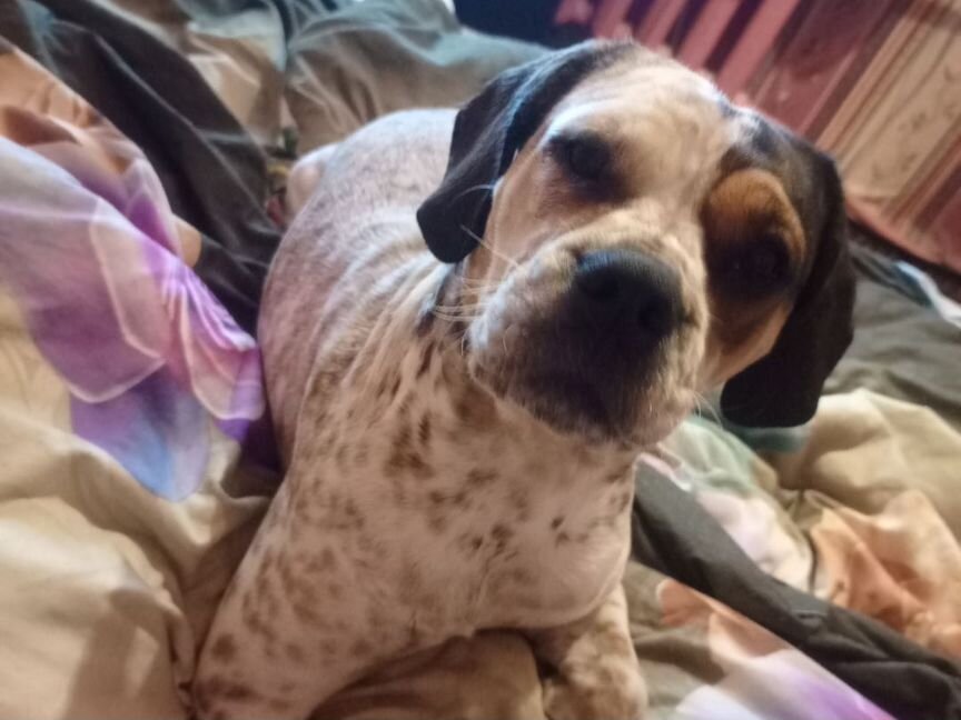 Помесь Американского бульдога с Кокер Спаниелем