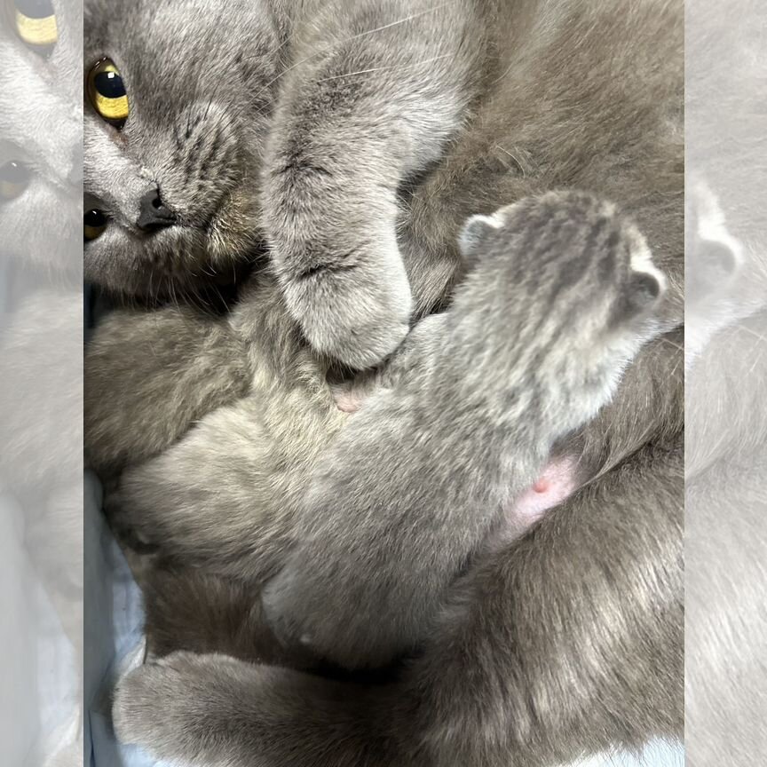 Котята в добрые руки даром