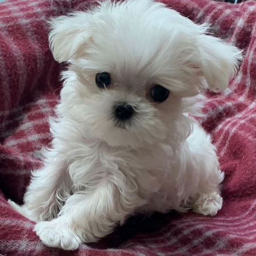 Супер мини мальбиш