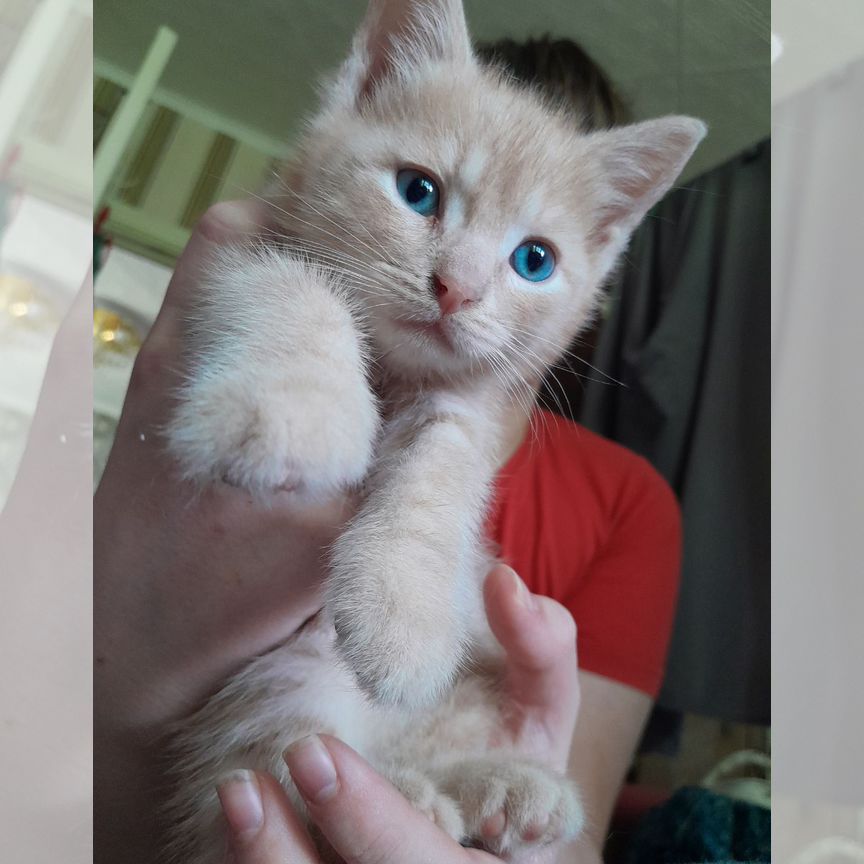 Котёнок от частного владельца