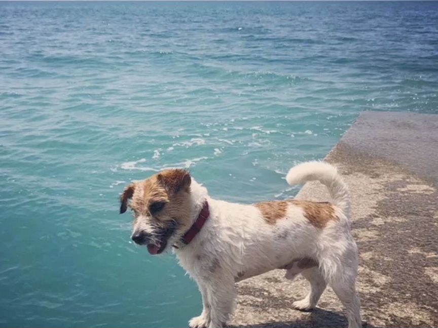 Щенки джек рассел терьер