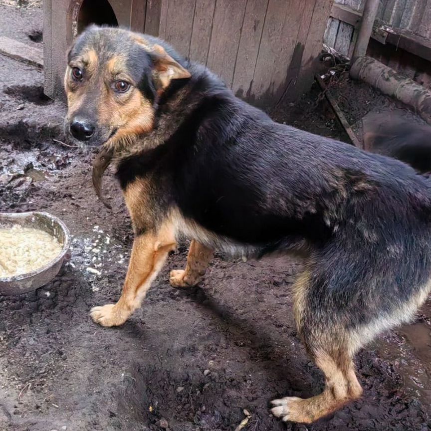 Отдам собаку в добрые руки