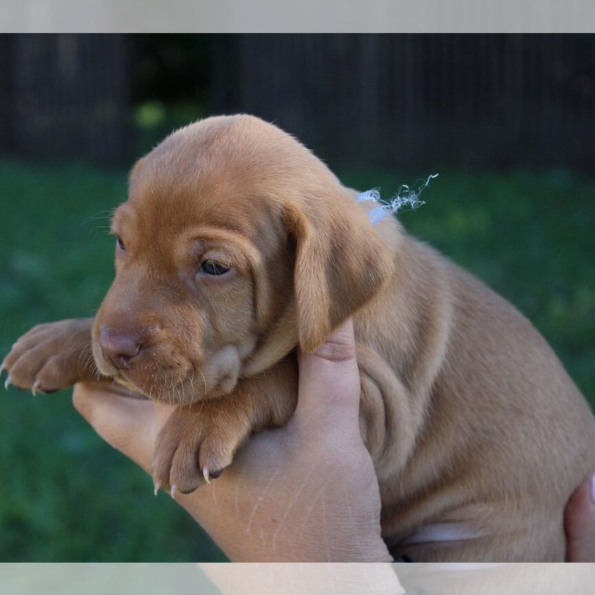 Венгерская выжла девочки