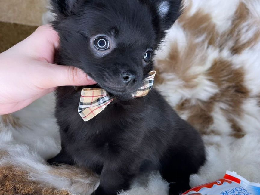 Кукольный мини мальчишка