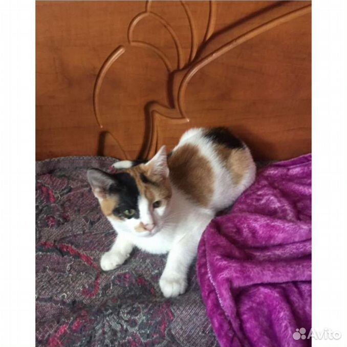 Котёнок девочка трехцветочка