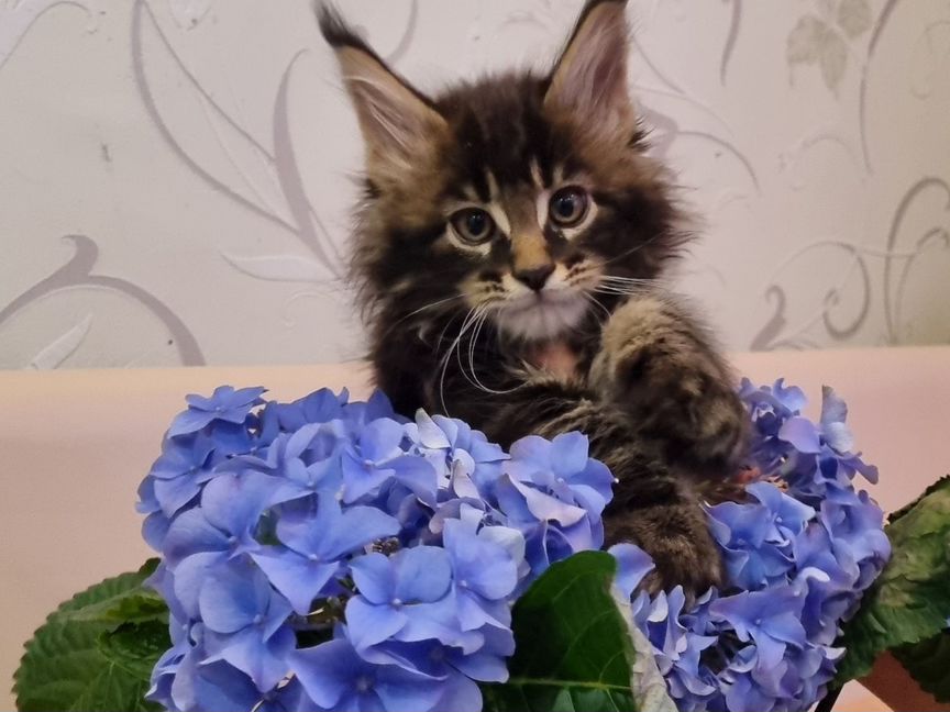 Котята мейн-кун