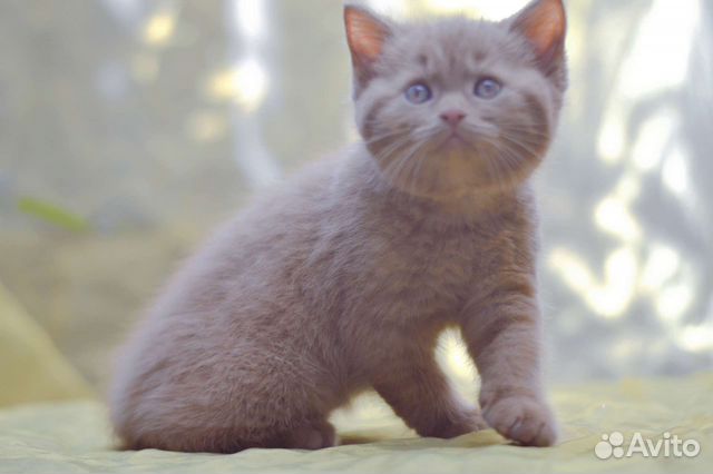 Британская короткошерстная