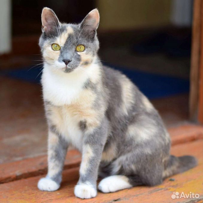 Кошечка Тесса ждёт укотовления