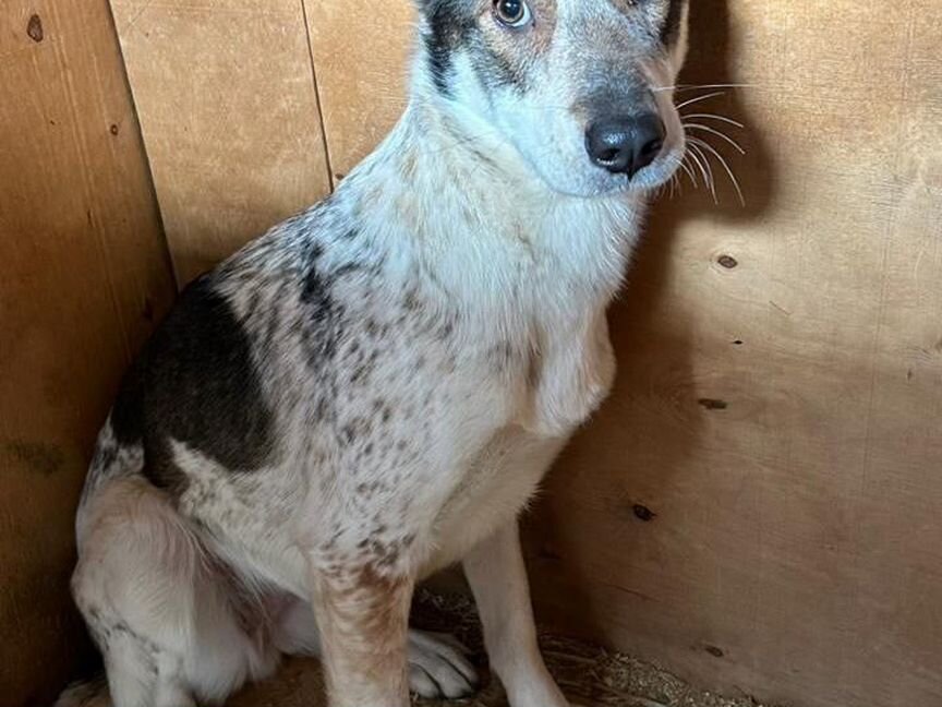 Молодой собачке нужен дом