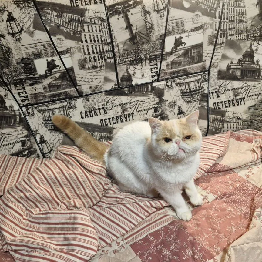 Котик перс экзот