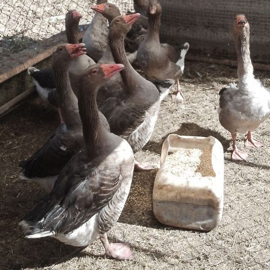 Холмогорские гуси