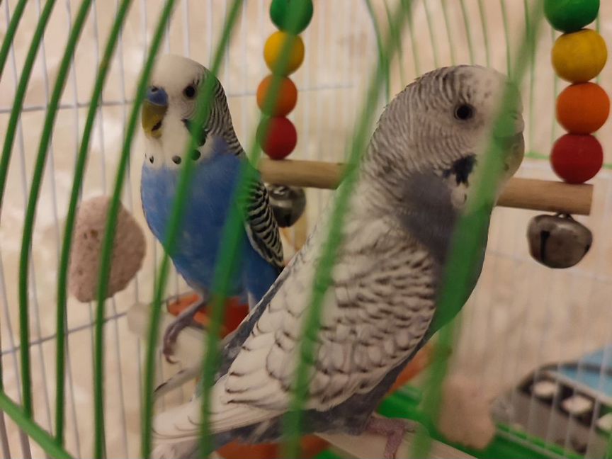 Волнистый попугай