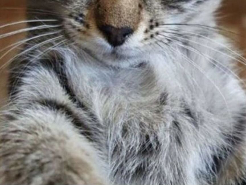 Кошка Масяня