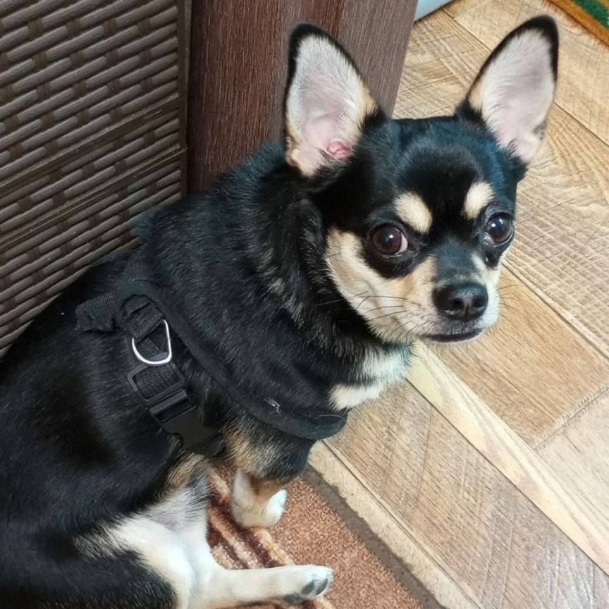 Чихуа хуа мальчик 8 месяце