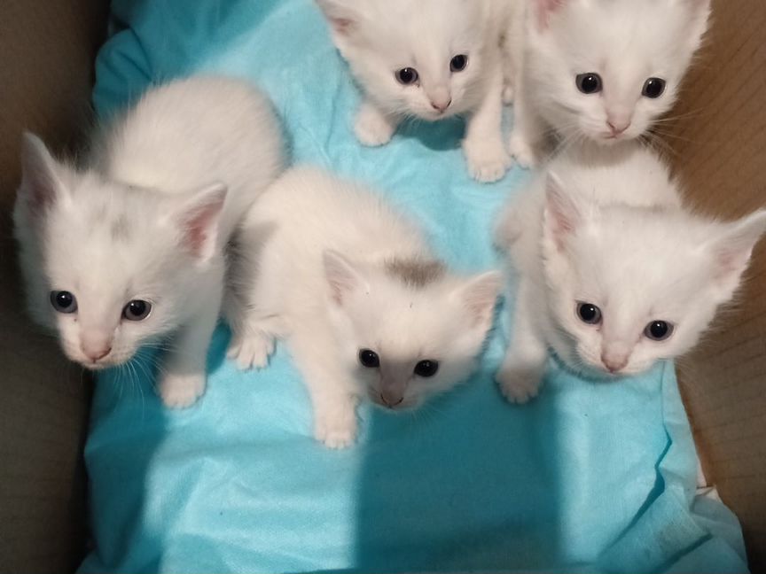 Котята в добрые руки