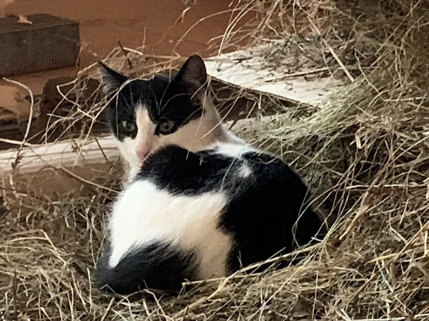 Котята в добрые руки бесплатно