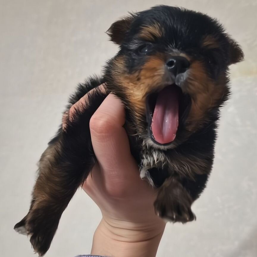 Йоркширский терьер, щенок