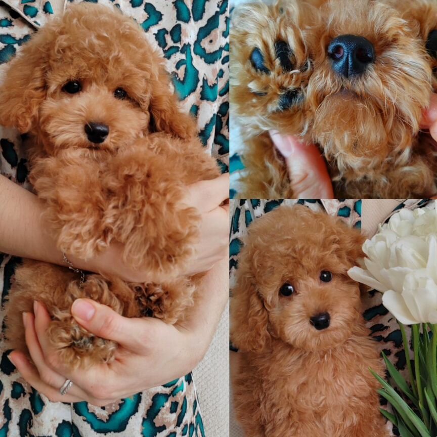 Мальтипу мальчик яркая карамель