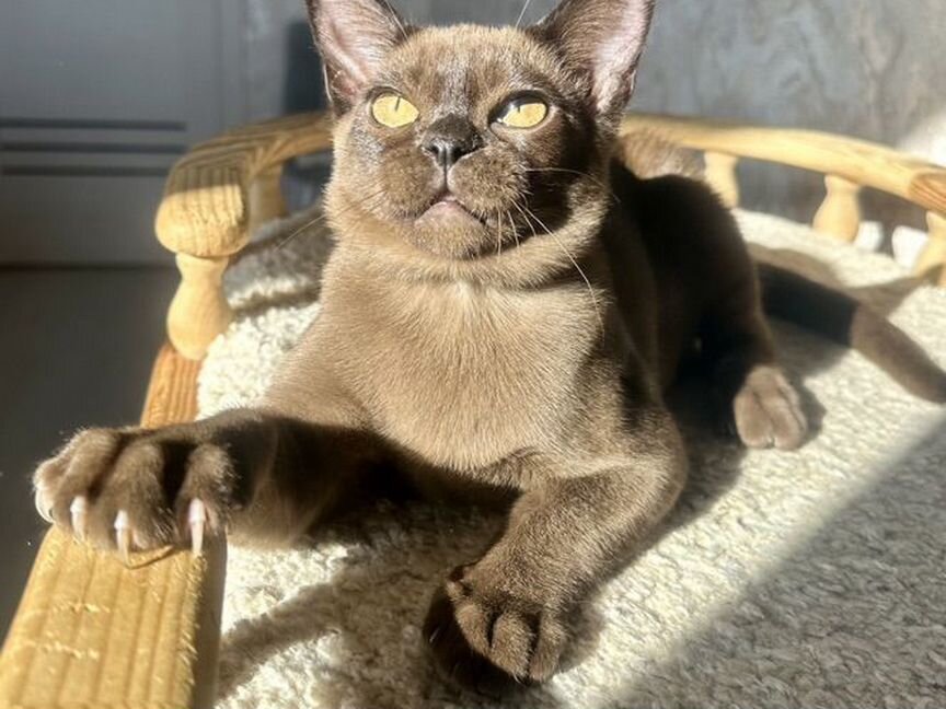 Бурманские котята