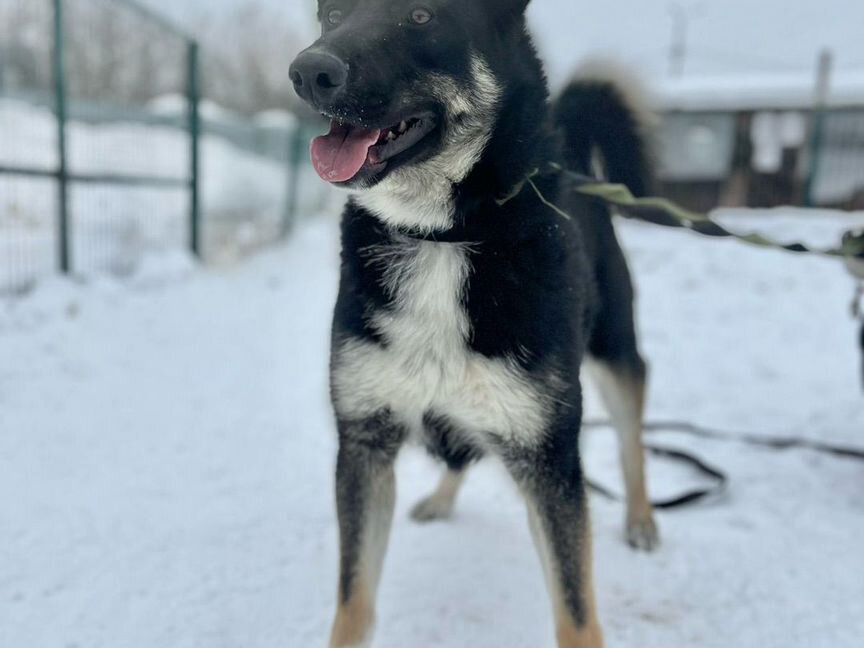 Гектор - собака из приюта в поиске дома