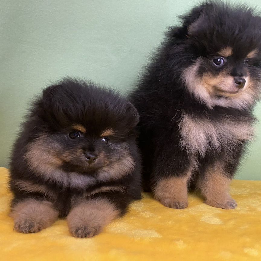 Померанский шпиц девочка