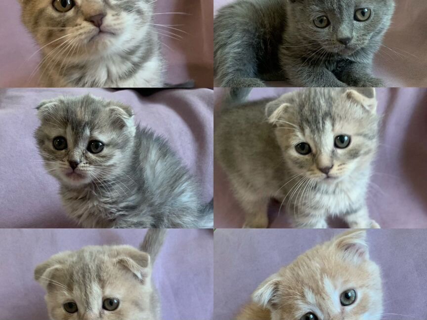 Шотландская котята