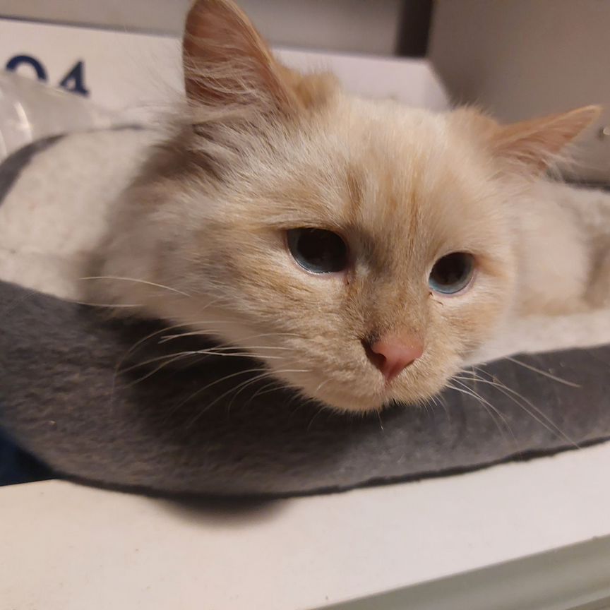 Котенок 9 мес