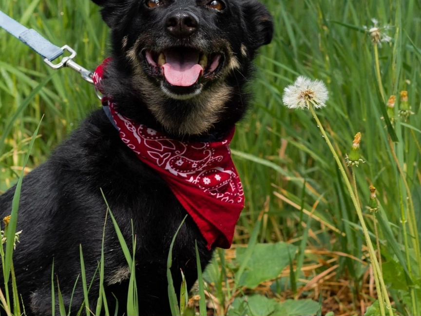 Песик Максик ищет дом