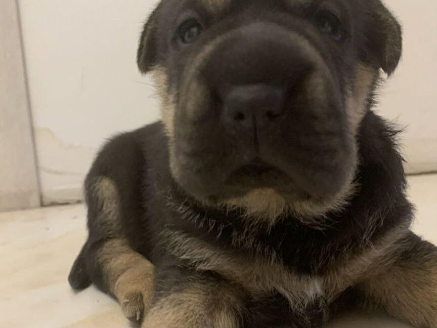 Щенок шарпея