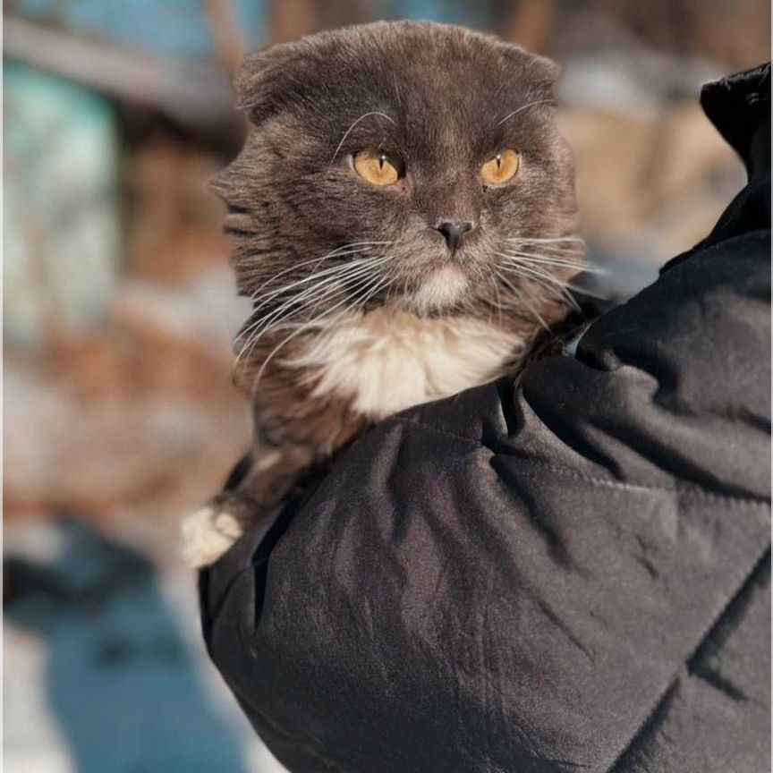 Вислоухий кот в добрые руки