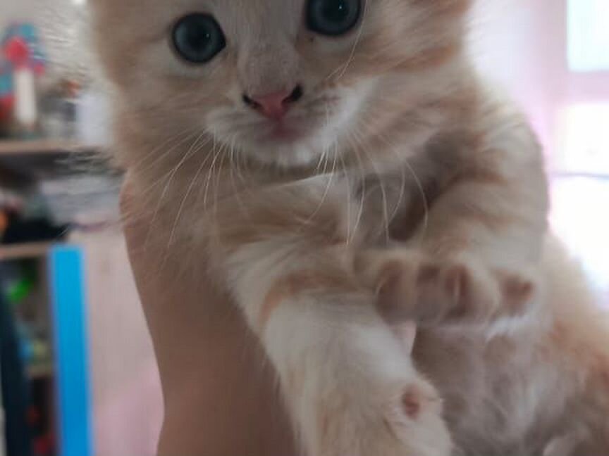 Котята в добрые руки даром бесплатно