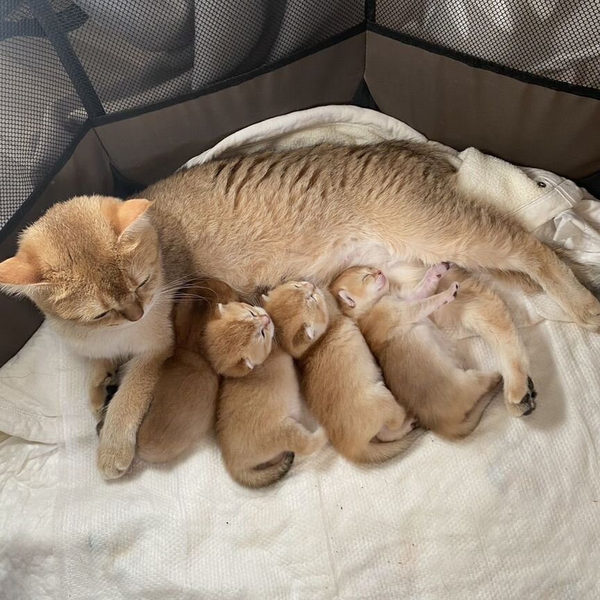 Котята золотая шиншилла