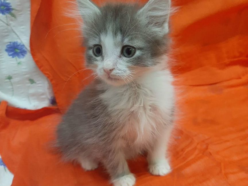 Котенок девочка в добрые руки