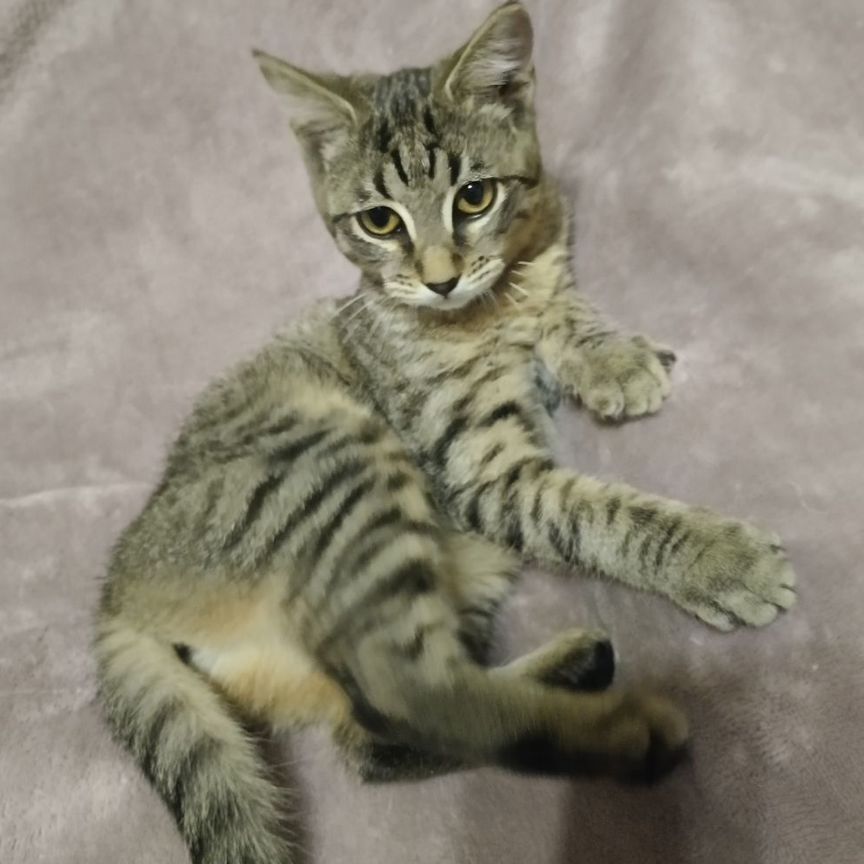 Европейская короткошерстная