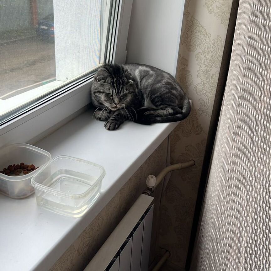 Отдам котика в добрые руки