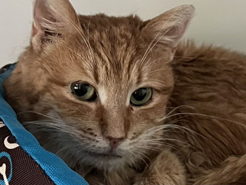 Кошка в дар