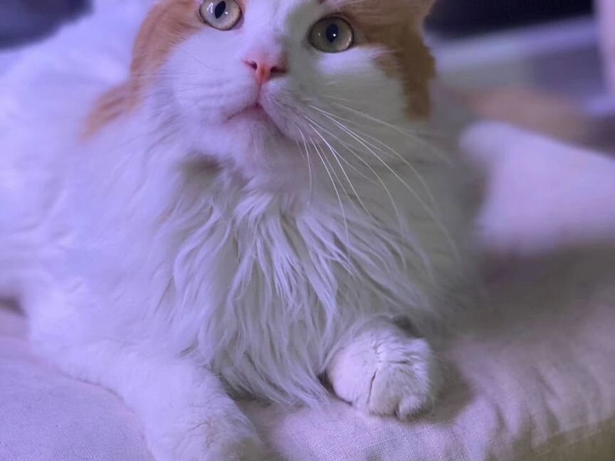 Котик в добрые руки