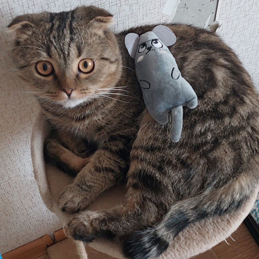 Кот бесплатно
