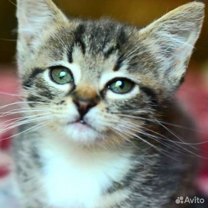 Ласковый котенок Матвей