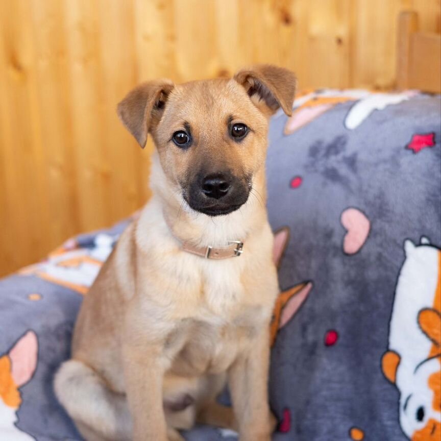 Щенок в добрые руки