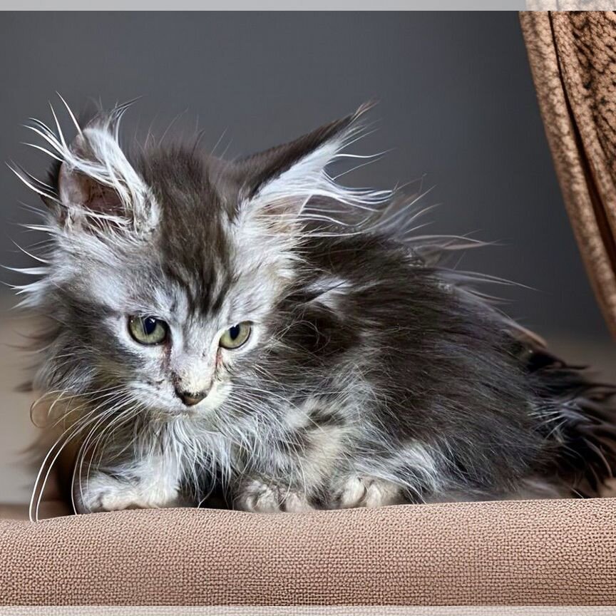 Мейн-кун котёнок