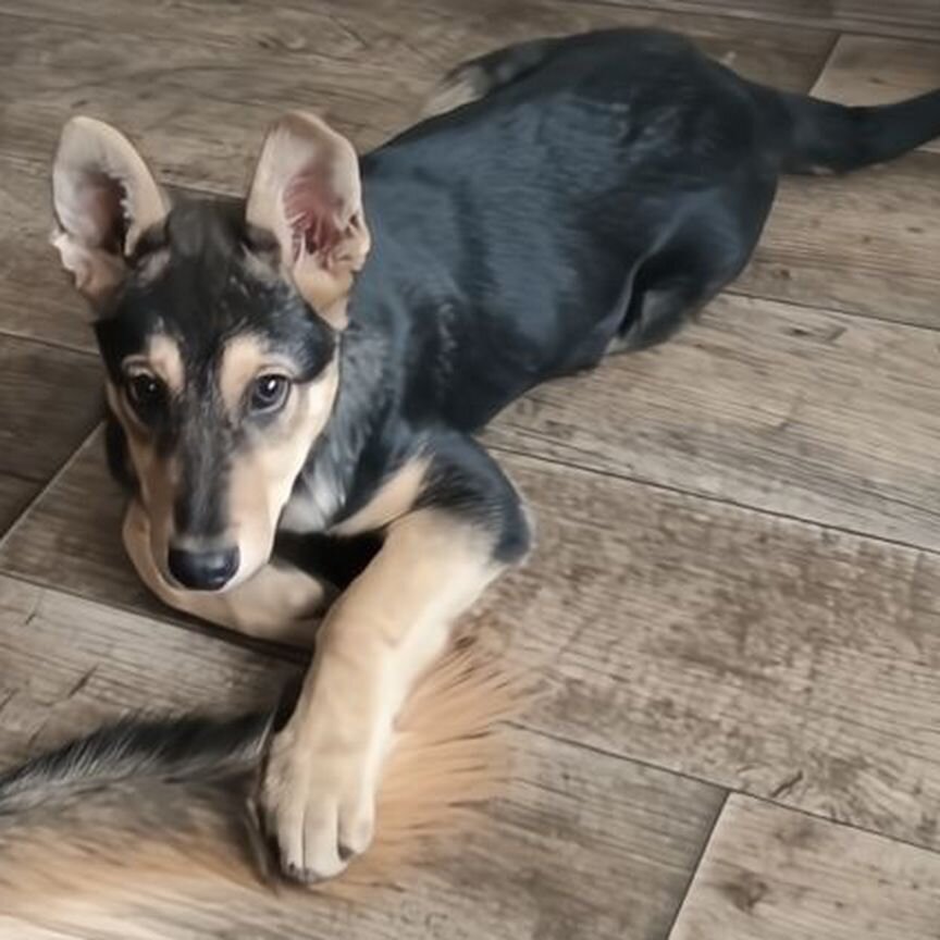 Щенок в добрые руки