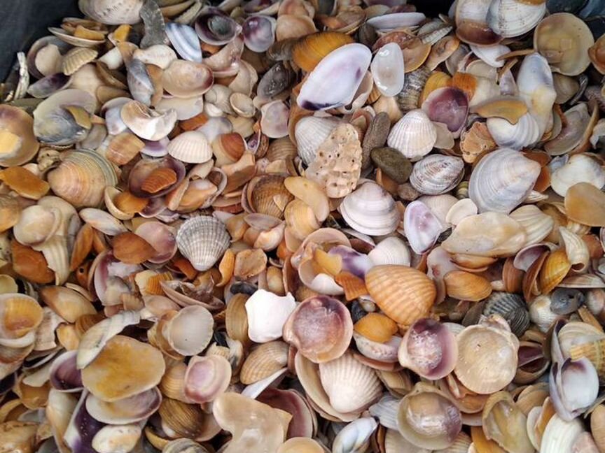 Ракушка. Аквариум