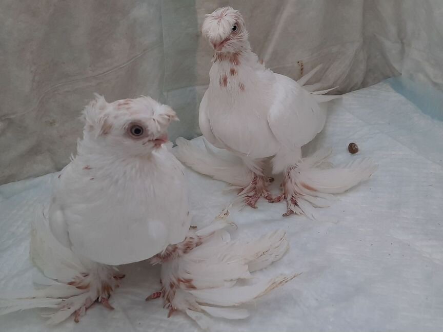 Голуби узбекские