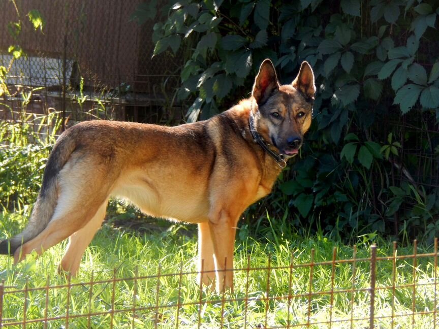 Керри ищет дом