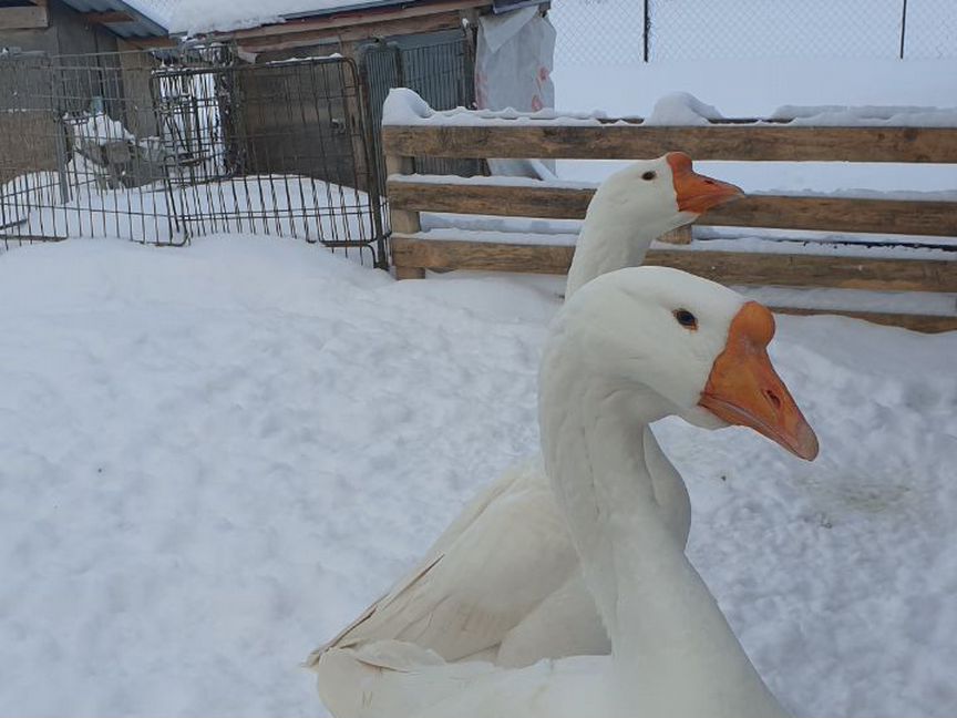 Гуси холмогоры